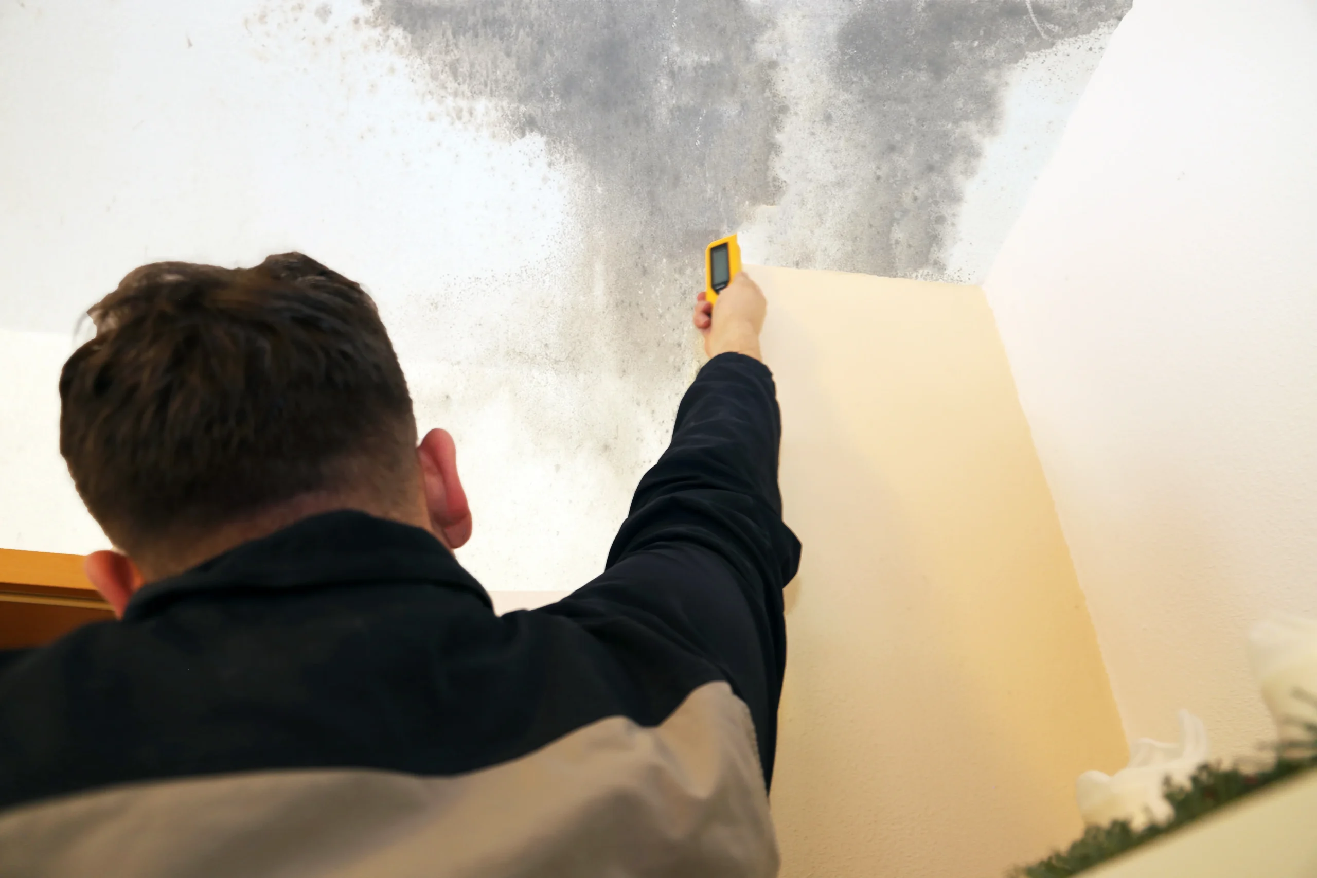 Clear Horizon Mold Removal, Chicago, 60614